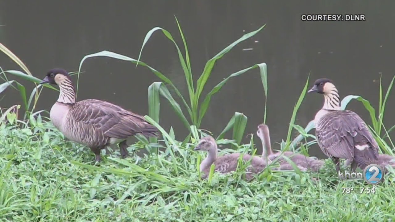 Nene Goose Sound Hawaiian Goose Or Nene