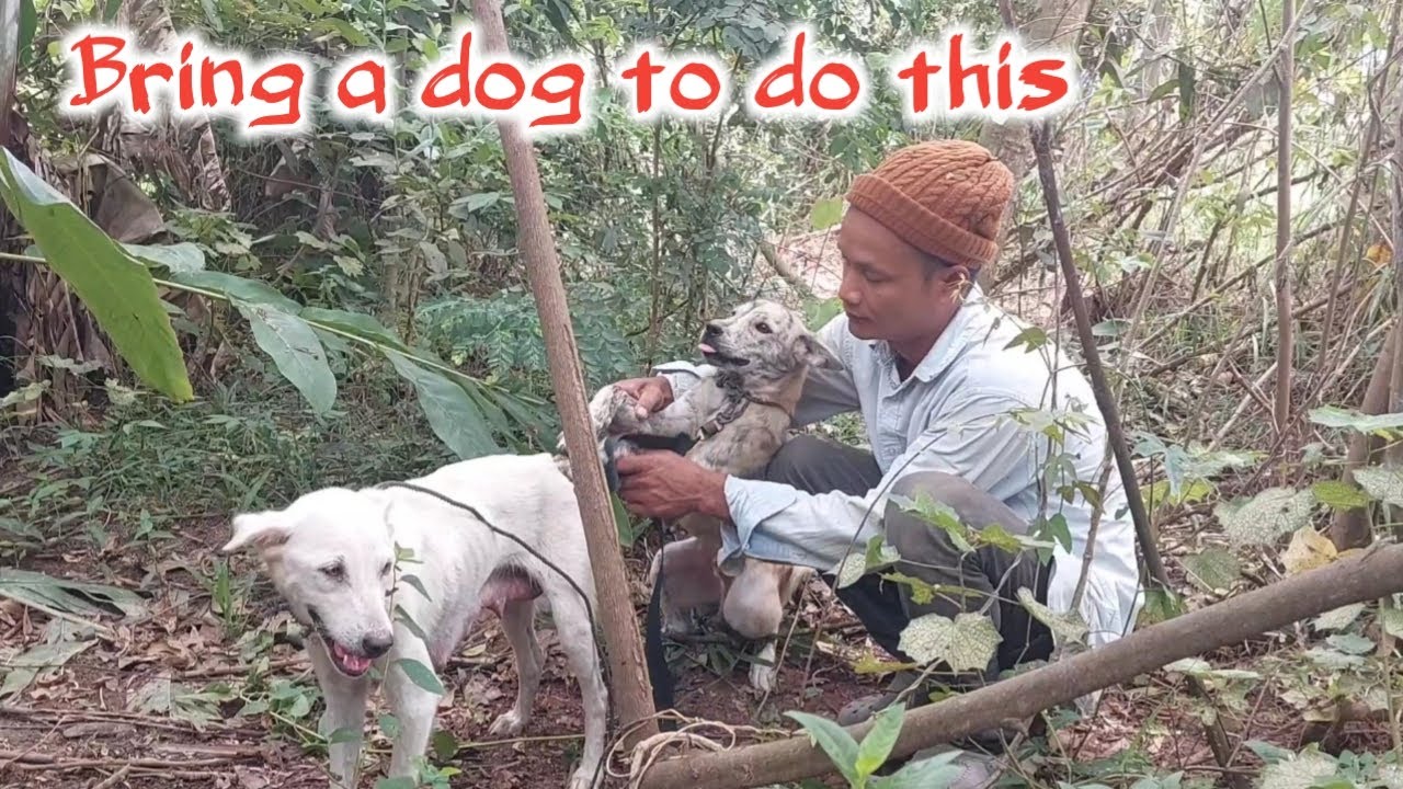 Take the dog to the forest to do this - YouTube