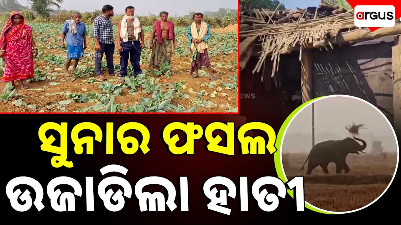 Elephant Destroyed All The Crops | Argus News | Elephant Attack ...