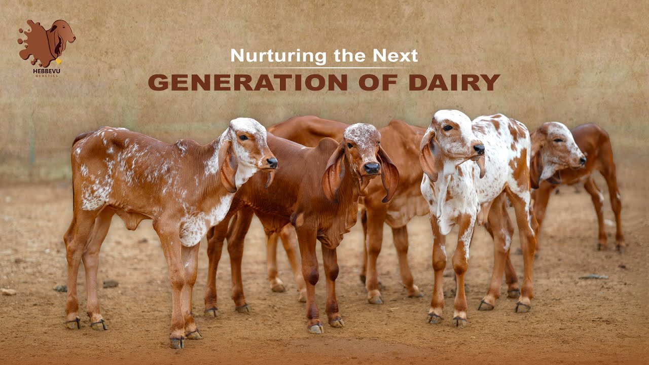 45+ IVF Calves | Hebbevu Genetics | Meet Each Calf, Their Parents ...