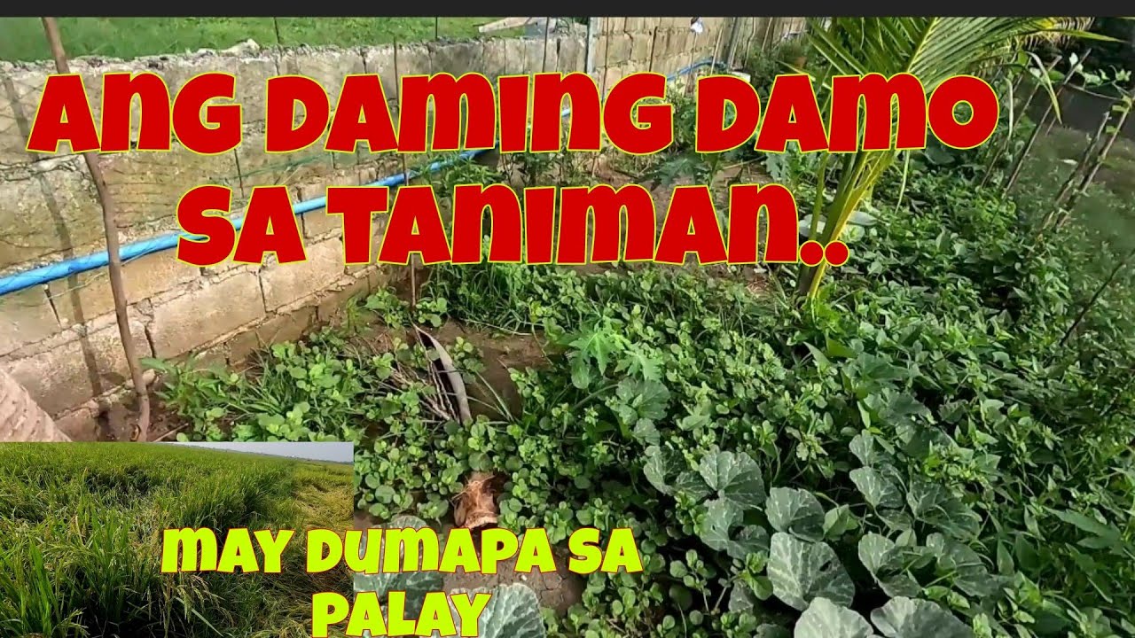 Update sa mga tanim, ang dami kaagad na damo | Ano ang nangyari sa ...