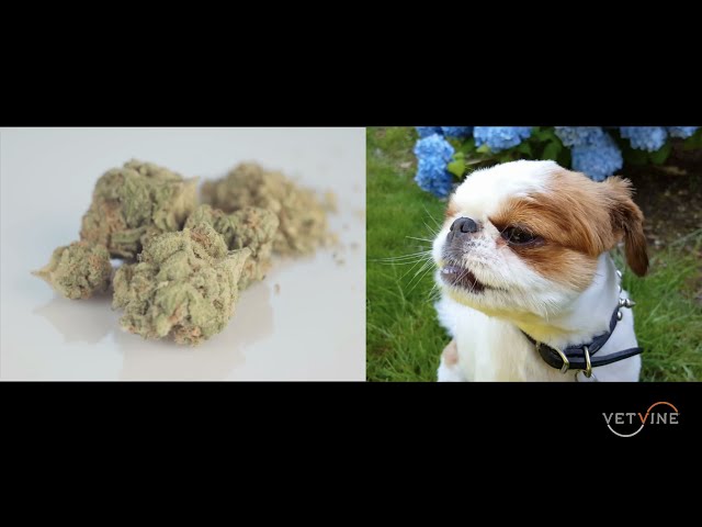 Animal Smoking Weed I Smoke Weed So You Don't Have To Gum – Blue Q