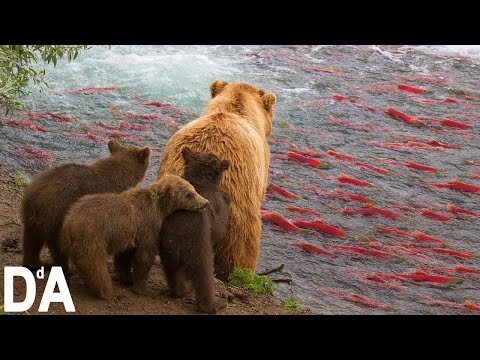 Migración de Salmones en Alaska | El Viaje Más Épico de la Naturaleza #vidasalvaje | DocuAnimales