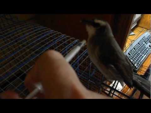 Feeding Time for Bleh Boy, the Rescued Bird (Yellow-Vented Bulbul)