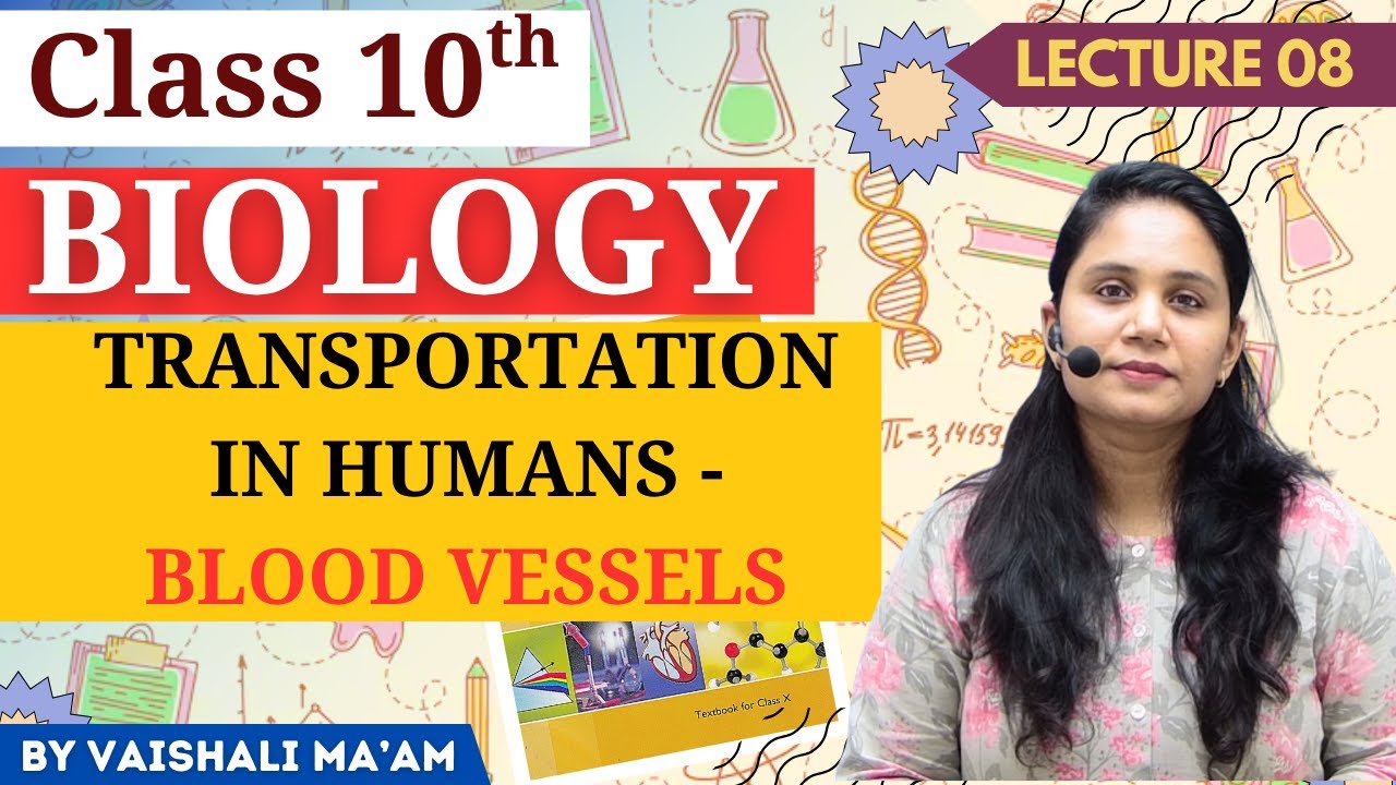 Blood Vessels & Lymph – Life Processes Part 8 | Class 10 Biology | Bodh ...