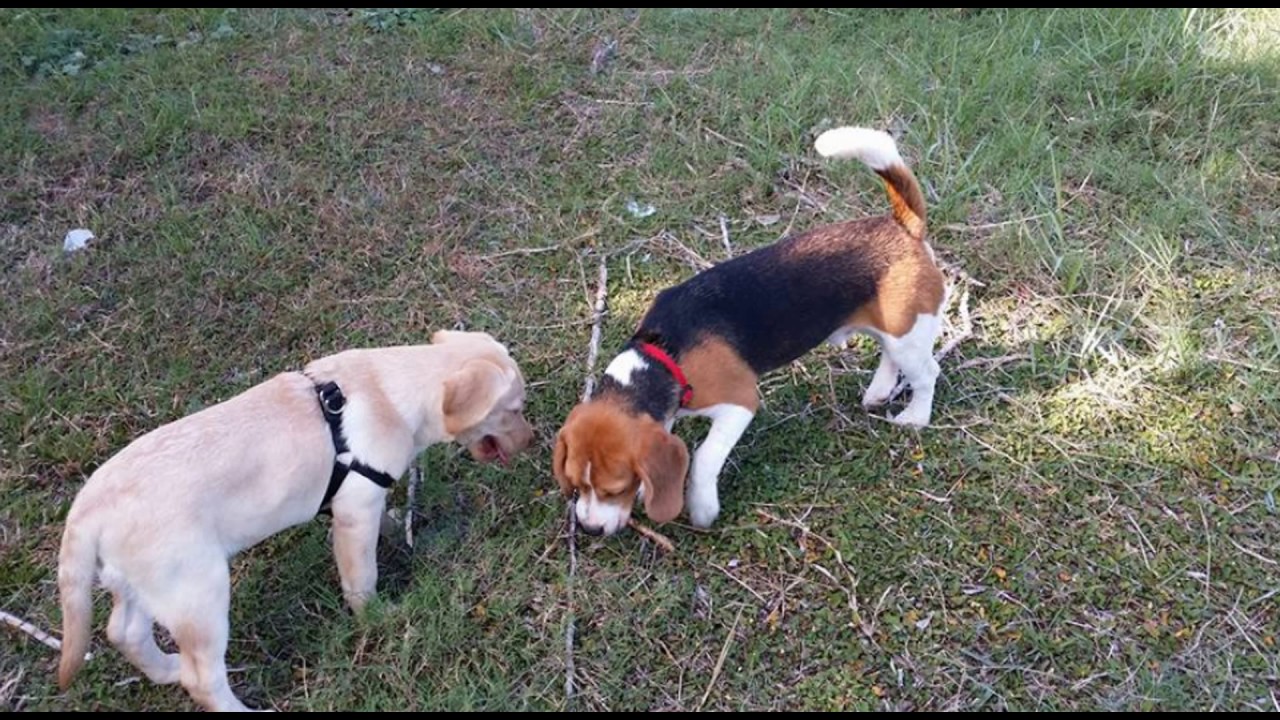 Beagle growing up - YouTube