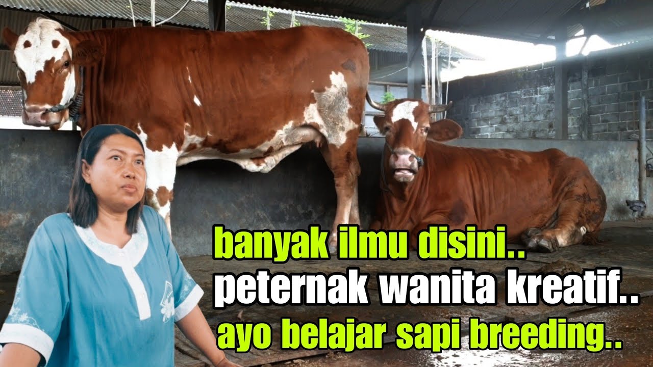 Cara Breeding Sapi Indukan Yang Benar - YouTube