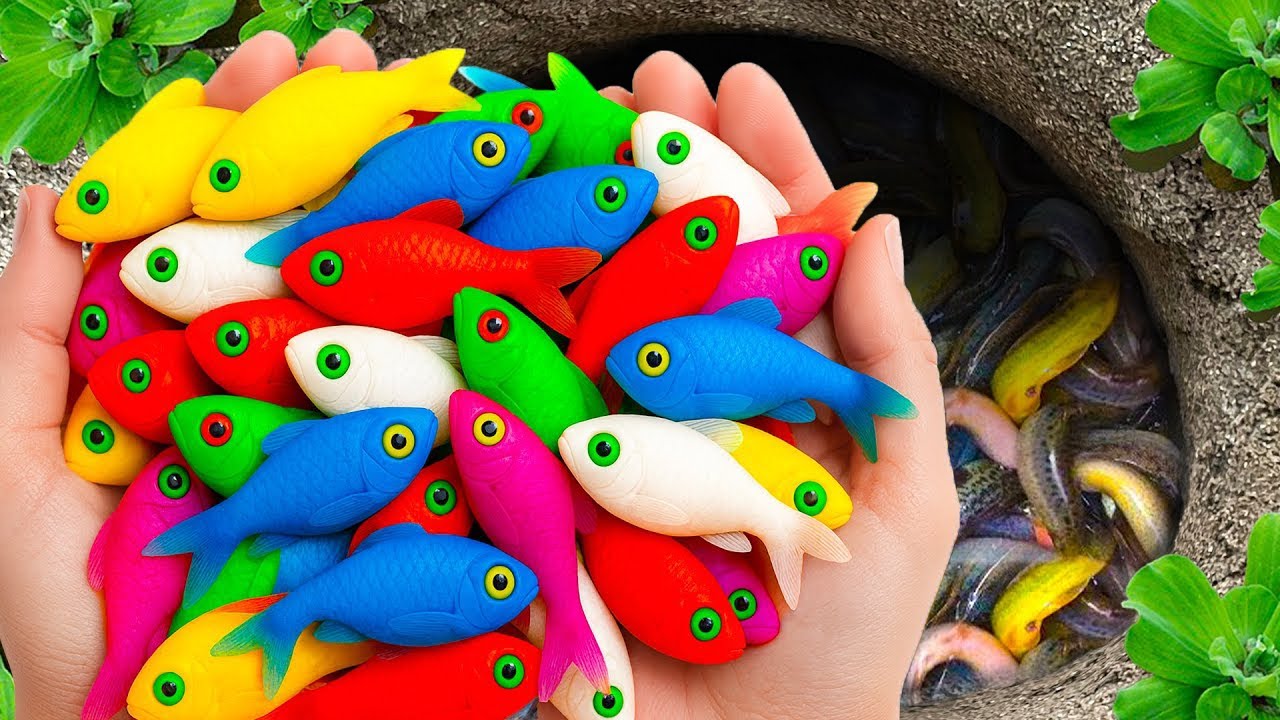 Great Catch Strange Freshwater Aquarium Fish In Tiny Pond, Solid Color ...