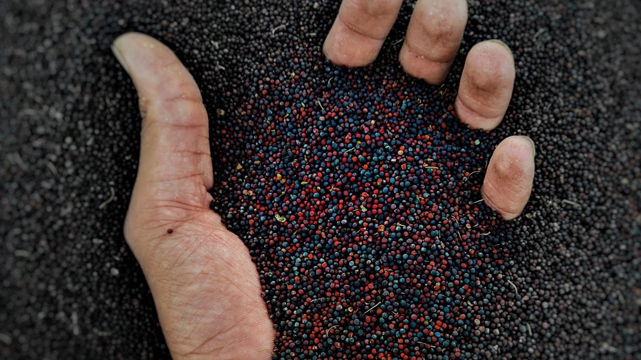 How to Harvest Mustard (Sarson), Farming with Invincible Lad. - YouTube