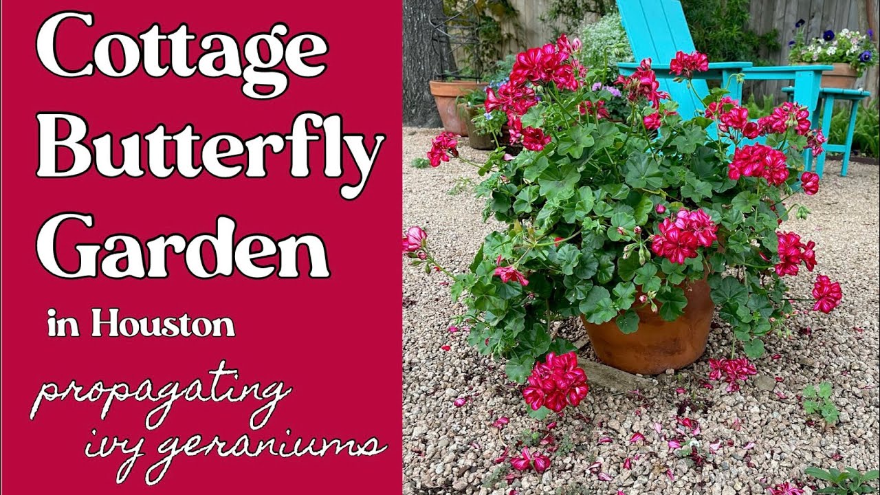 July 17, 2023 propagating ivy geraniums in my Cottage Butterfly Garden ...