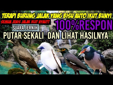 Terapi segala jenis jalak auto yang stres dan yang bisu cepet bunyi lagi