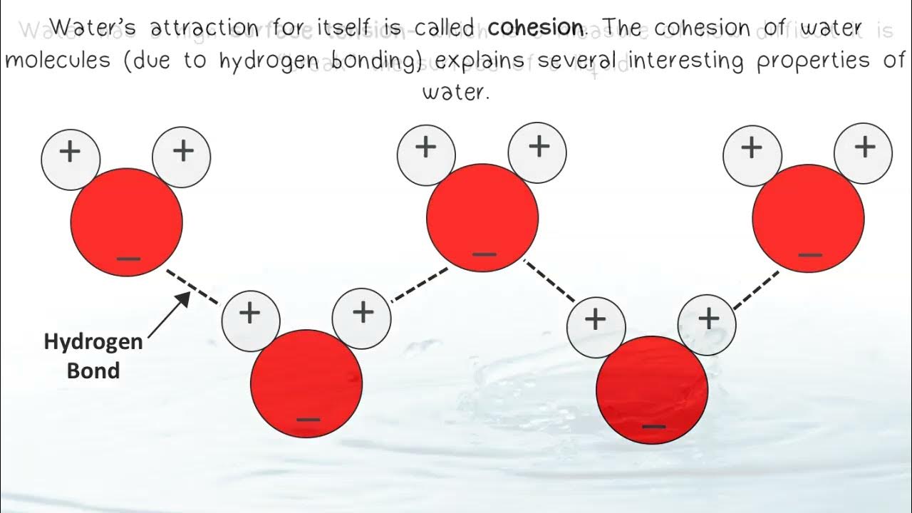AP Biology Properties of Water - YouTube