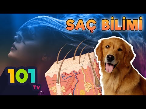 İnsan Saçının Evrimi ? Saç Nedir ? İnsan 101