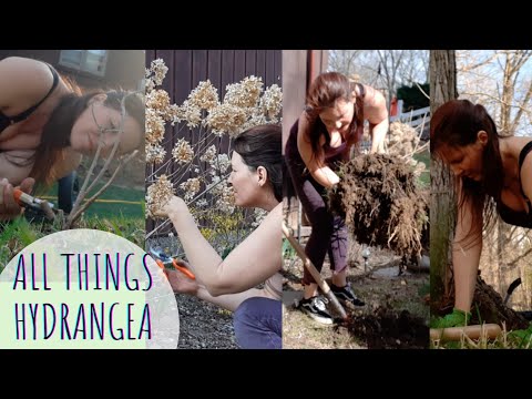 How to Transplant, Mulch & Prune Hydrangeas: Zin-fin Doll, Climbing, Limelight & Little Lime Garden