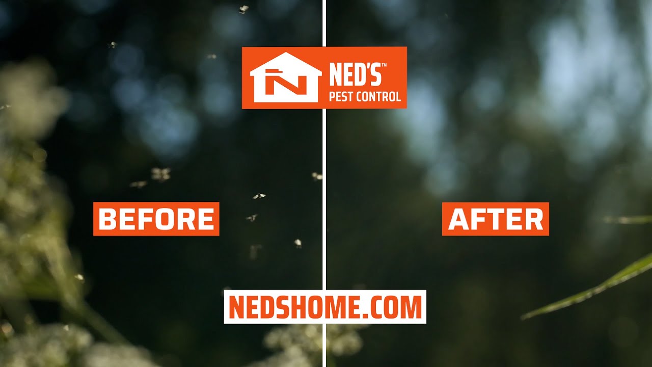 Stop Pests at the Source: Proactive Solutions for Effective Pest ...