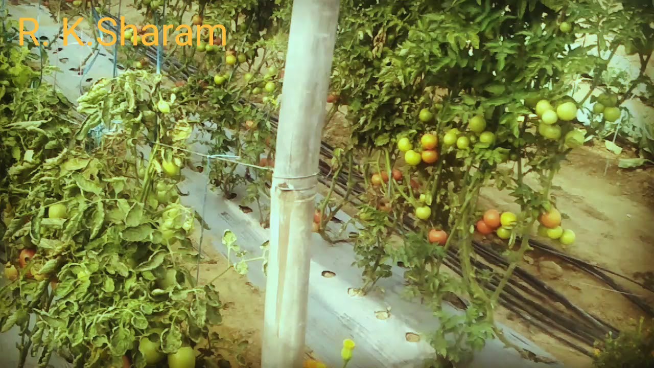 Advanced cultivation process of tomato - YouTube