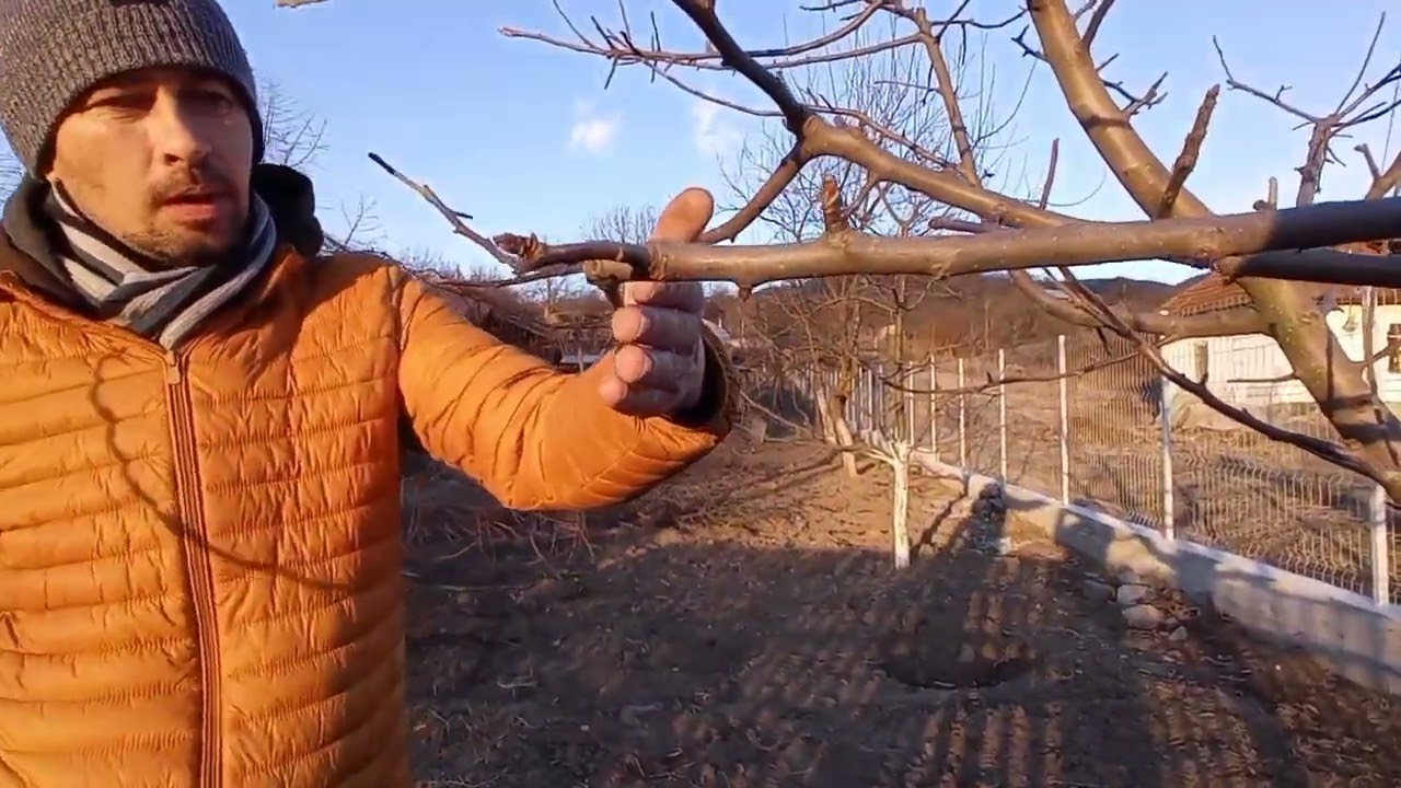 Cum tai pomii in livadă.Cum recunoaștem mugurii de rod măr la data de ...