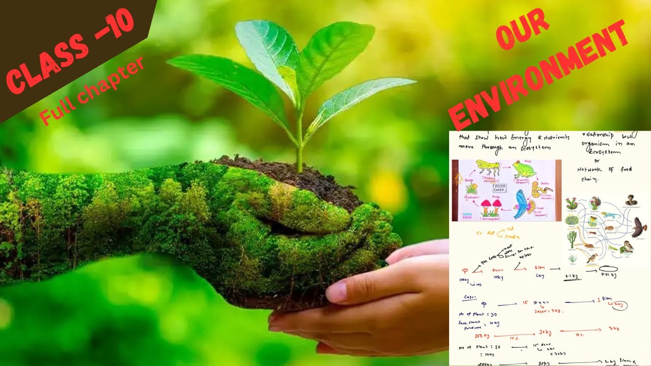 Class 10 biology | our environment - YouTube