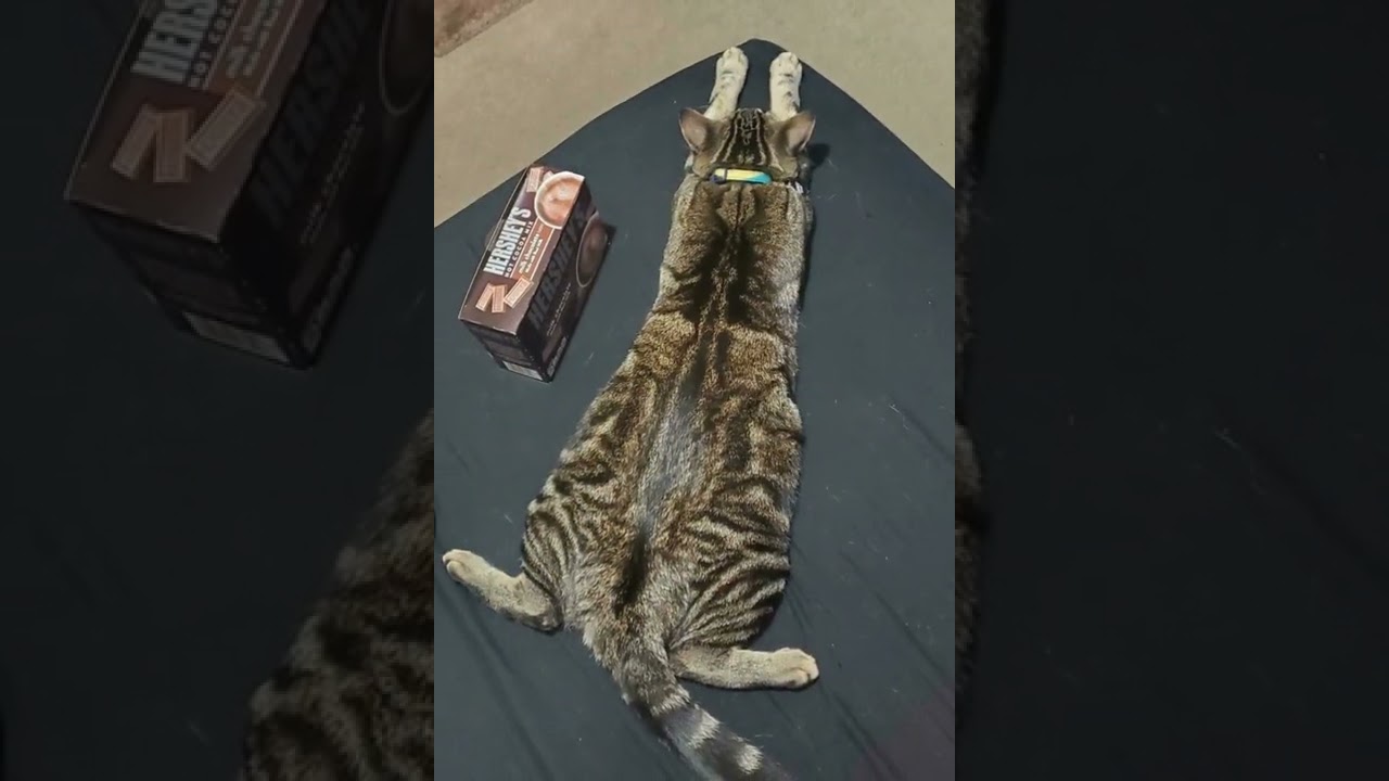 Funny cats - YouTube