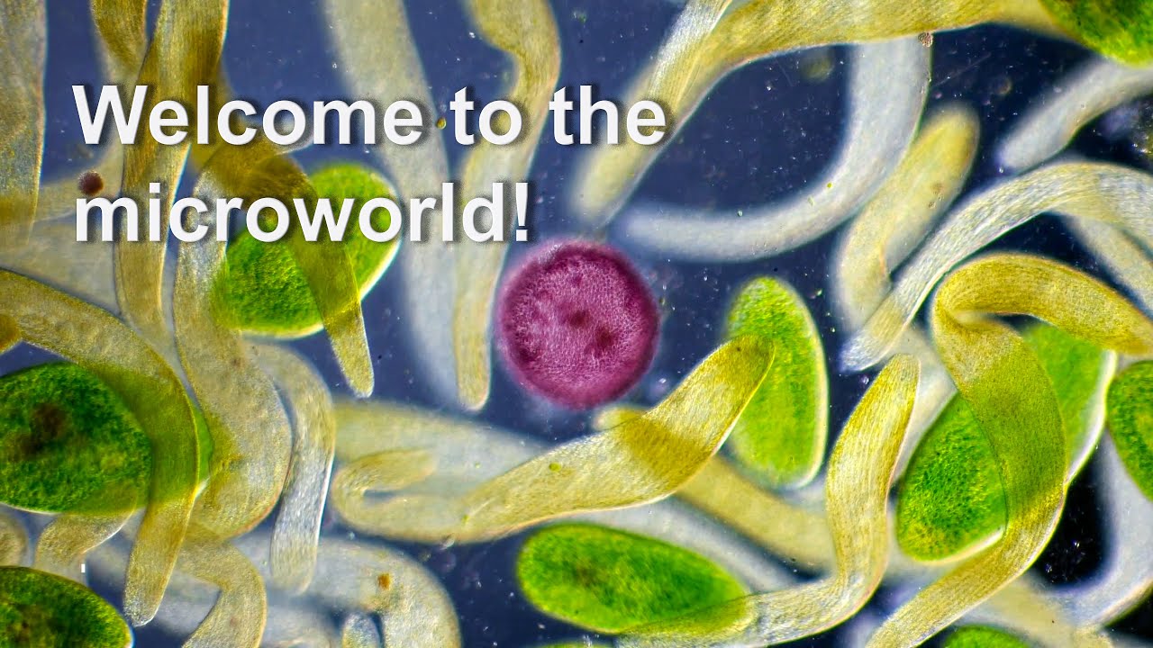 The Incredible Beauty Of The Microworld - YouTube