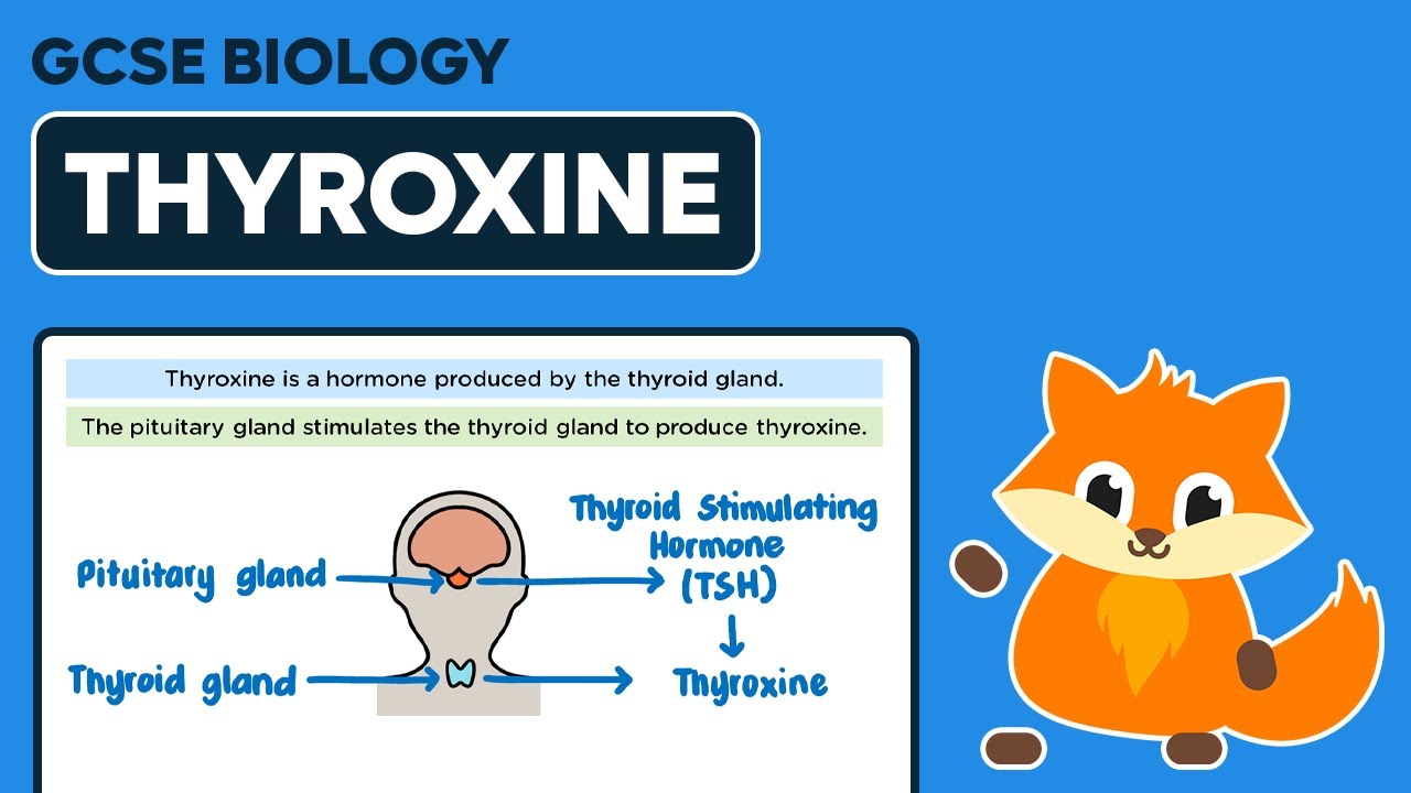 Thyroxine - GCSE Biology - YouTube