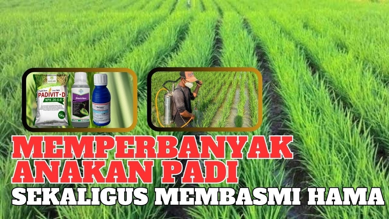 Cara memperbanyak anakan padi dan membasmi hama pelipat daun kaper ulat ...