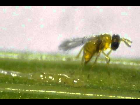 Friend of the rice farmer: trichogrammatid wasp - YouTube