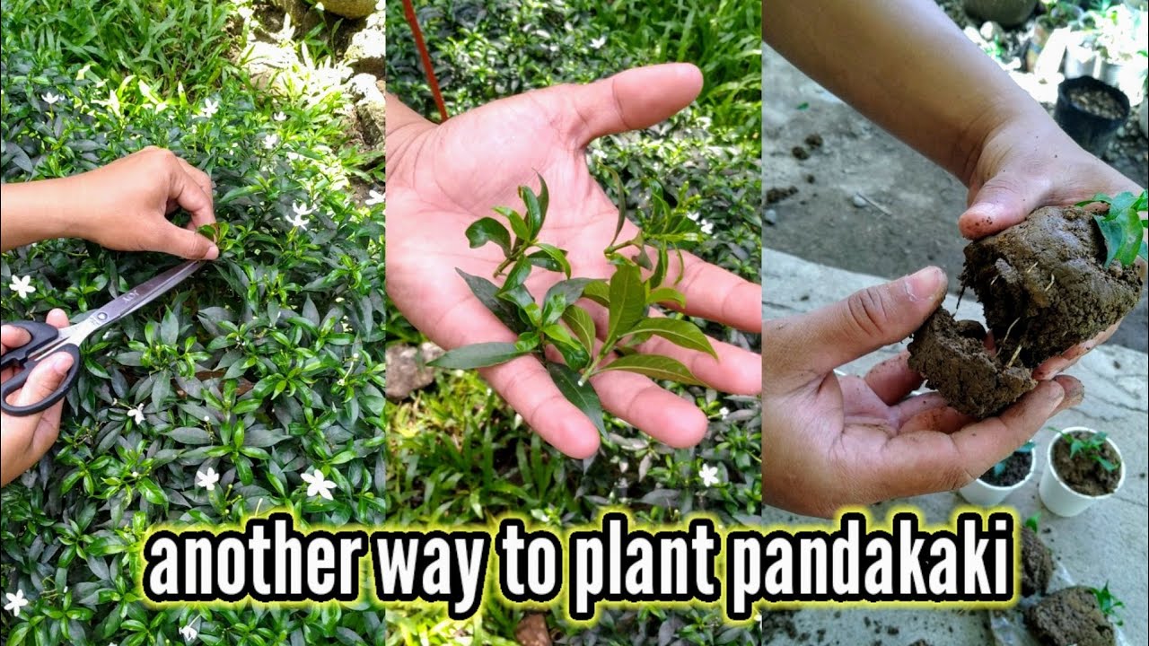 Another Way To Plant Pandakaki - YouTube