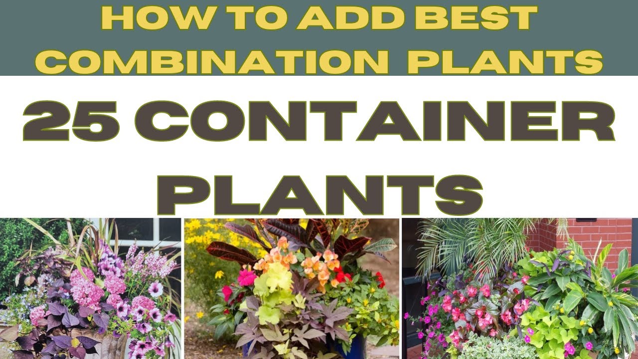 25 Perfect Companion Plants For Containers | Best Container Plant ...