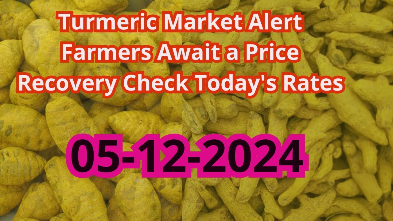 Turmeric Market Alert Farmers Await a Price Recovery Check Todays Rate ...