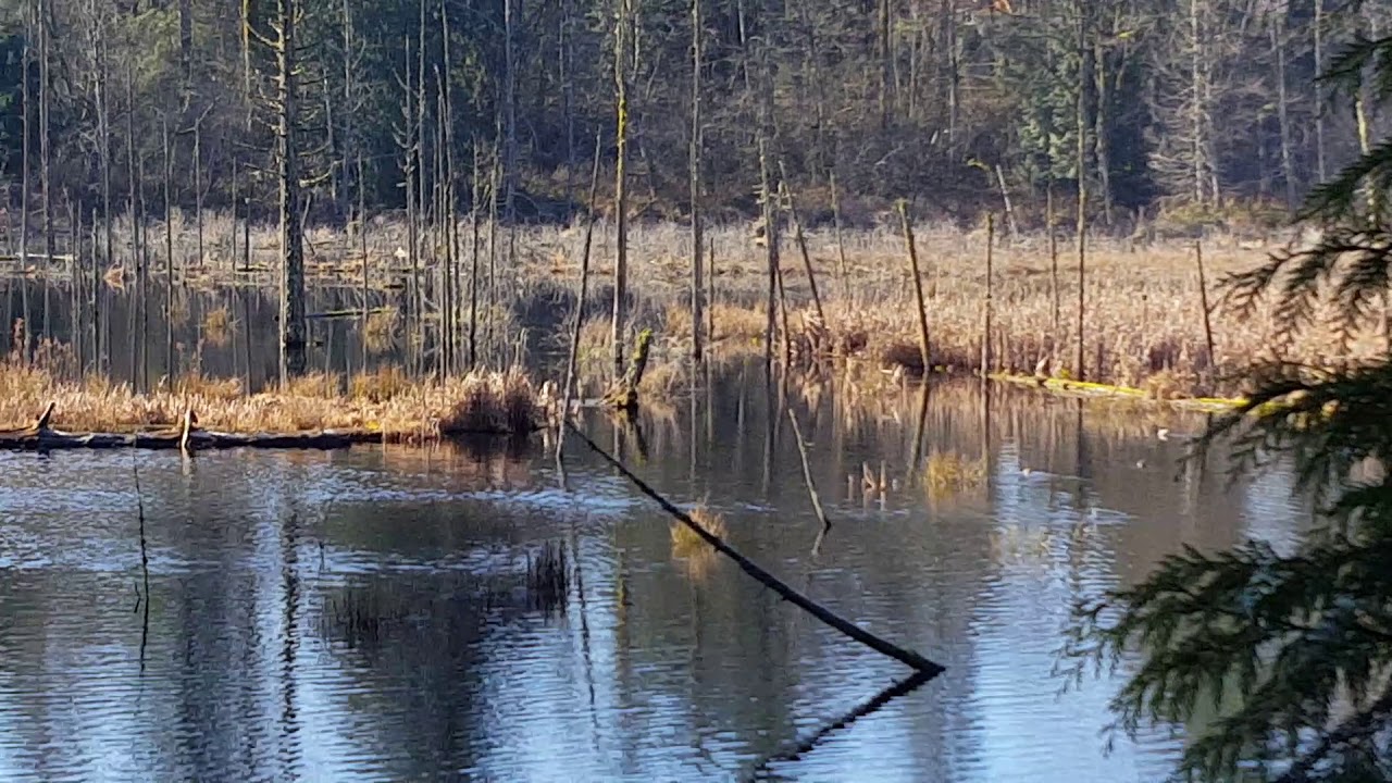 Hazel Wolf Wetlands Trail - Sammamish Wa - YouTube
