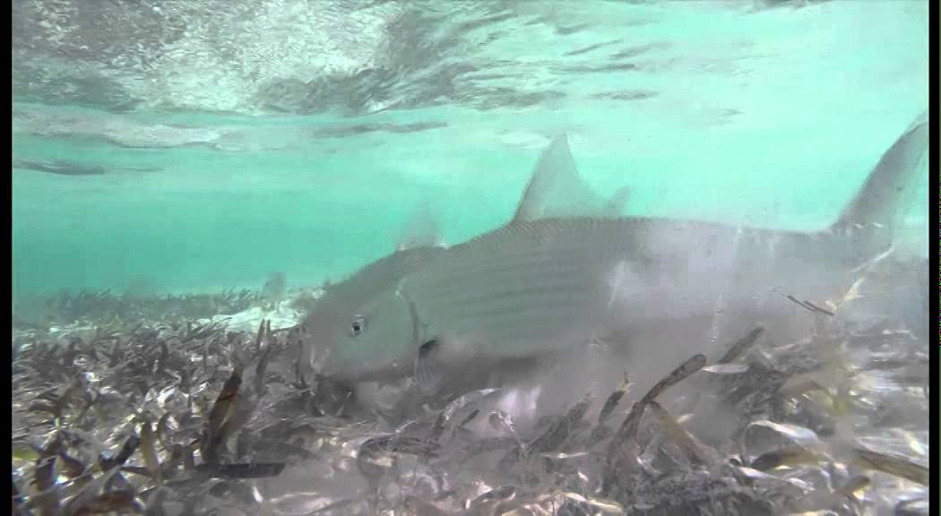 Bonefish Underwater
