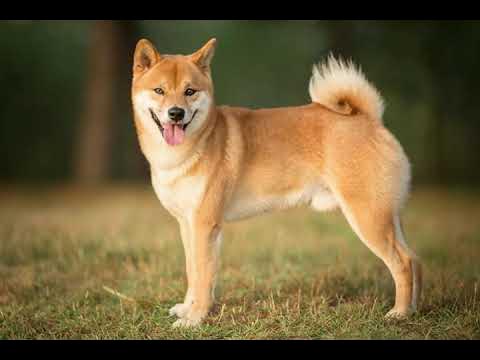 Shiba-Inu Prophetic Word and Prophecy & Prophets & New Coin Dream !!! - YouTube