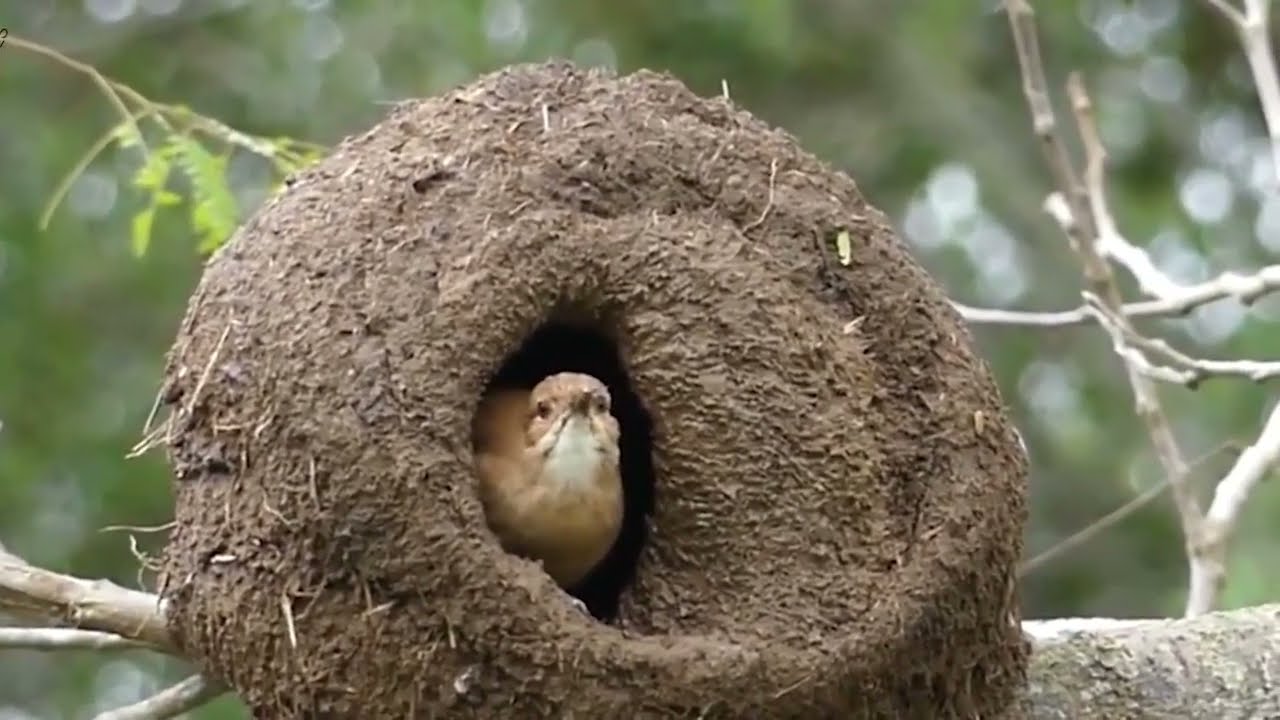 ARCHITECTURE BIRD • RED OVEN BIRD - YouTube