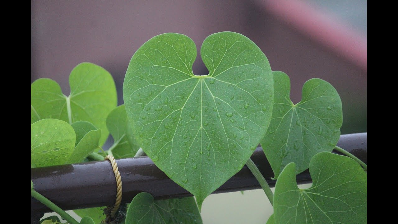 Best Benefits of Tinospora Cordifolia (Giloy) | Usages and Doses - YouTube