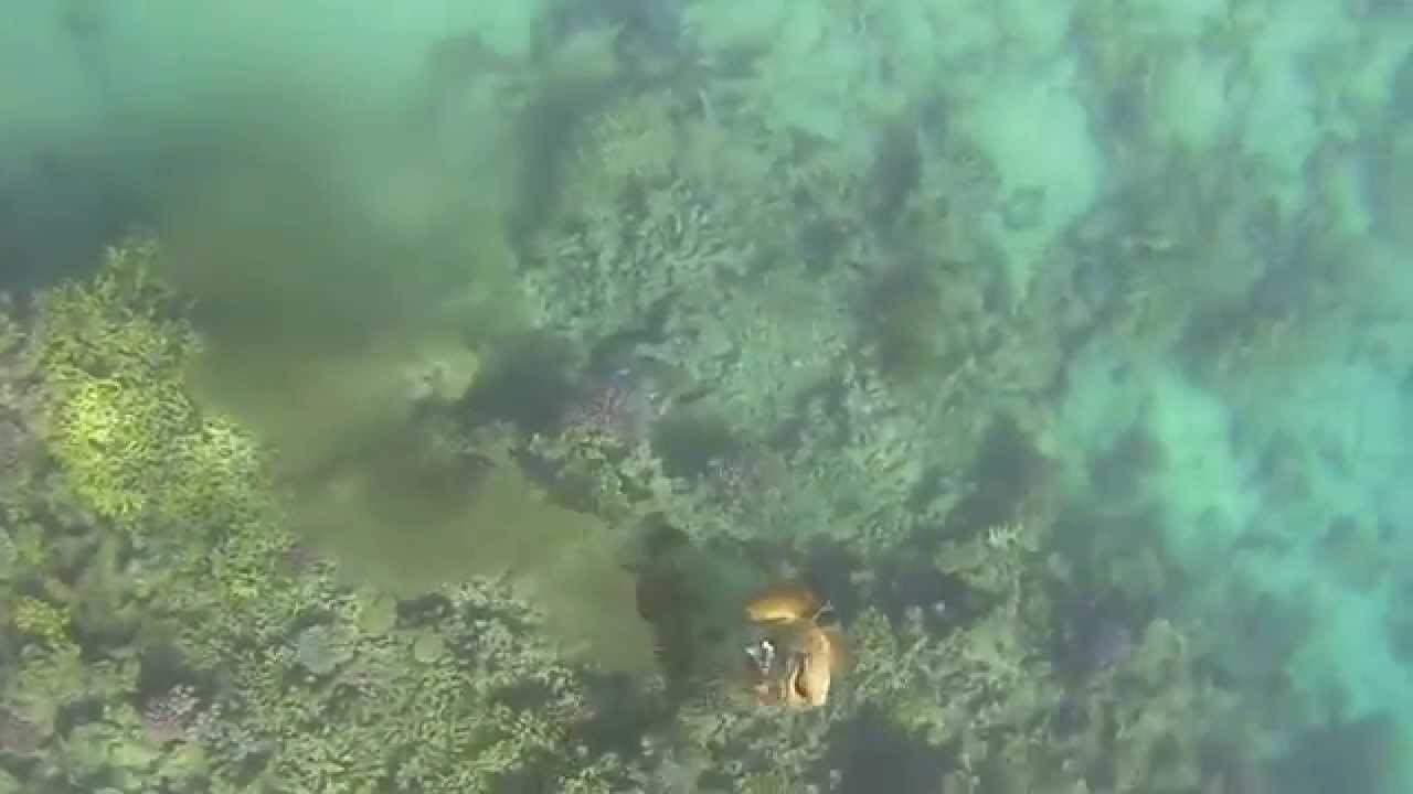 Spearing Flowery cod in the ribbon reefs North Queensland - YouTube