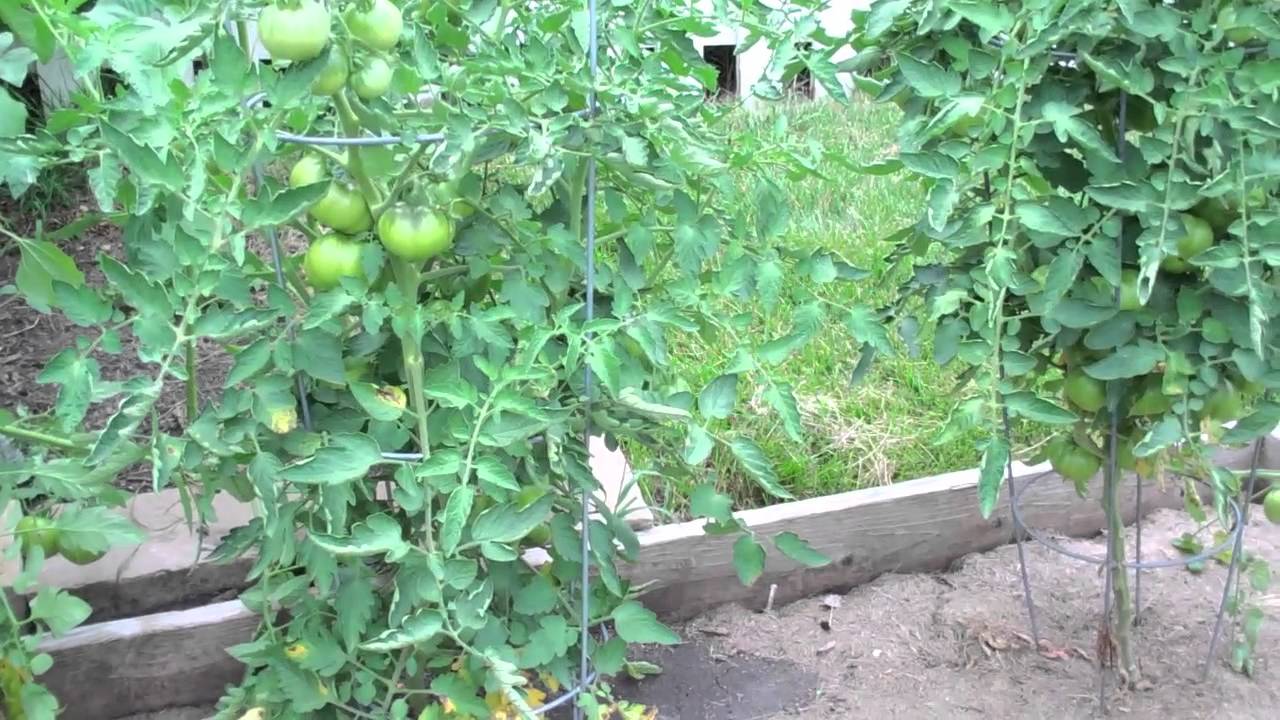 Mighty Mato!- Grafted Tomato Part 2 - YouTube