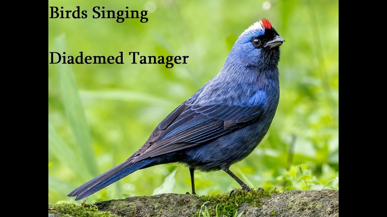 Birds Singing - Diademed Tanager - Sounds of Nature - YouTube