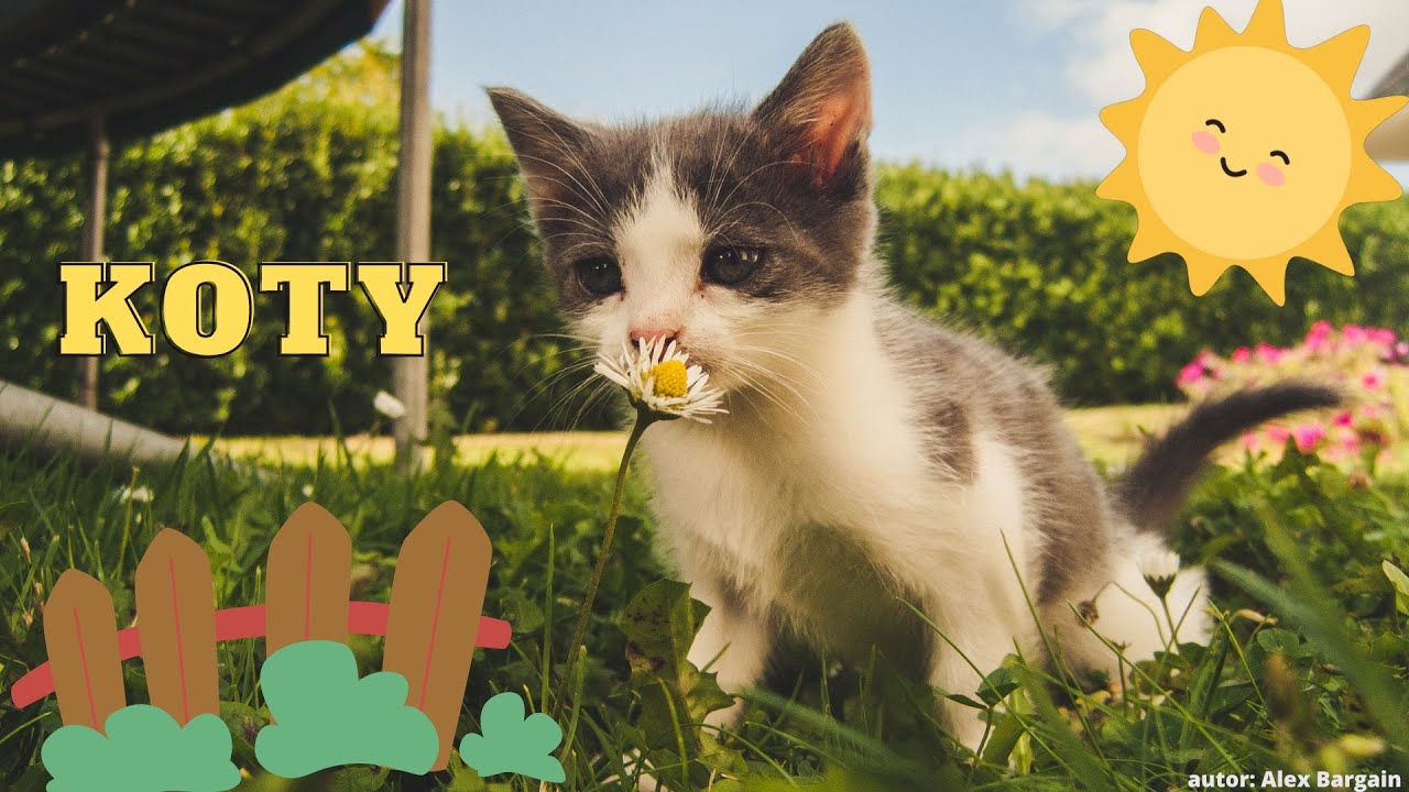 kotki | małe kotki | słodkie koty | animacja dla dzieci - YouTube