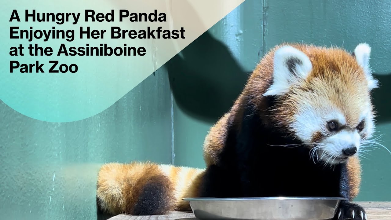 A Hungry Red Panda Enjoying Her Breakfast at the Assiniboine Park Zoo ...
