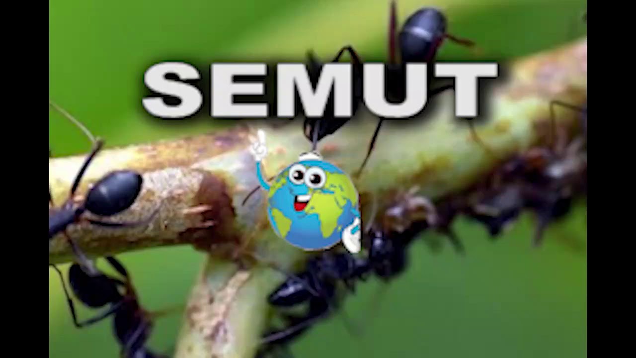 MISTIS!!!! HEWAN HEWAN PEMBAWA PESAN PESAN KEBAIKAN HINGGA PESAN ...
