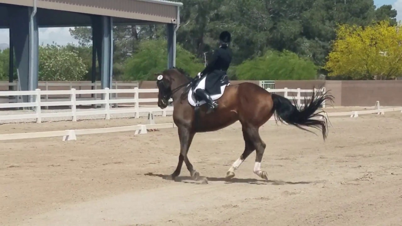 USDF GOLD MEDAL ACHIEVED - YouTube