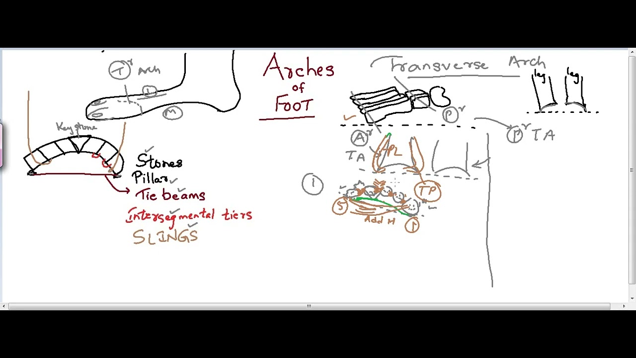 Transverse arch| Arches of foot|Flat foot| High arch foot| Pes planus ...