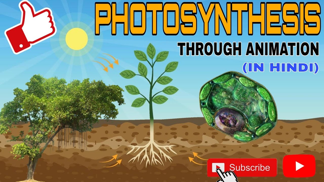 PHOTOSYNTHESIS in Life Process | through ANIMATION | in hindi ...