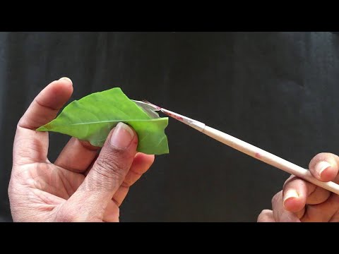 How to Prepare Stomata Slide for Microscopic Study of Stomata | स्टोमेता की स्लाइड कैसे बनाते हैं