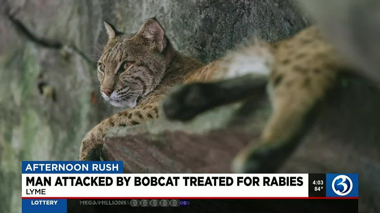 Pet Bobcat Attack