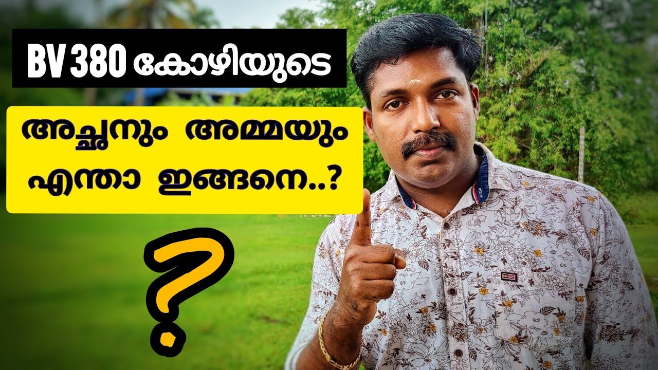 BV 380 കോഴിയുടെ അച്ഛനെയും അമ്മയെയും നിങ്ങള്‍ കണ്ടിട്ടുണ്ടോ../ഇതെന്താ ...