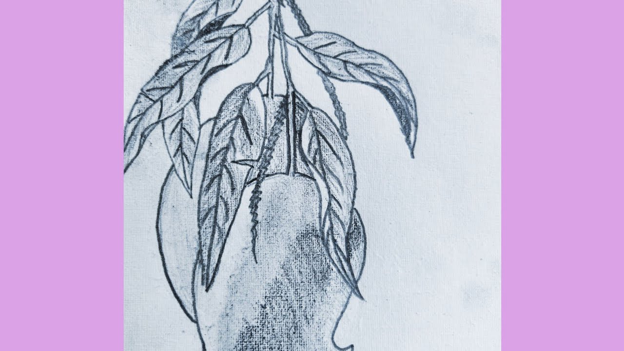 How to draw Mango sketch @SaniaDrawingAcademy - YouTube