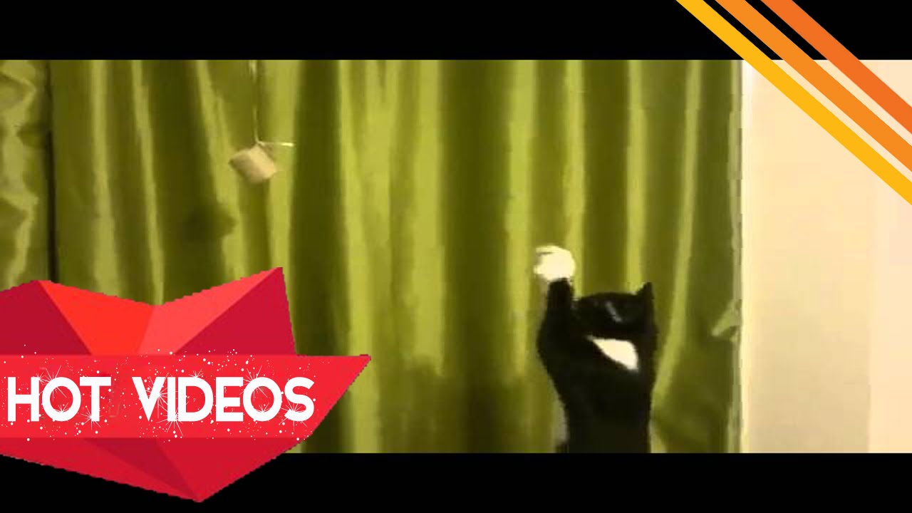 [Hot Videos] Cat trying to catch something dangling too far away HD ...