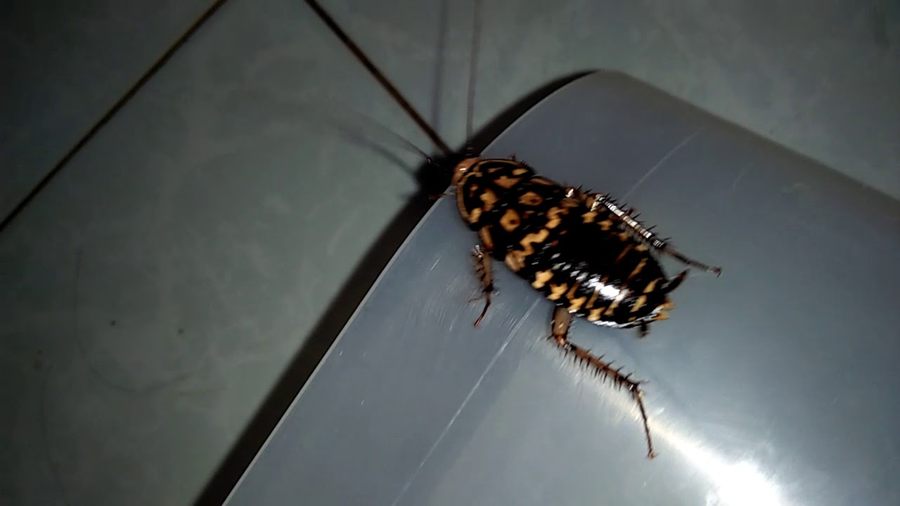 Beautiful cockroach - YouTube